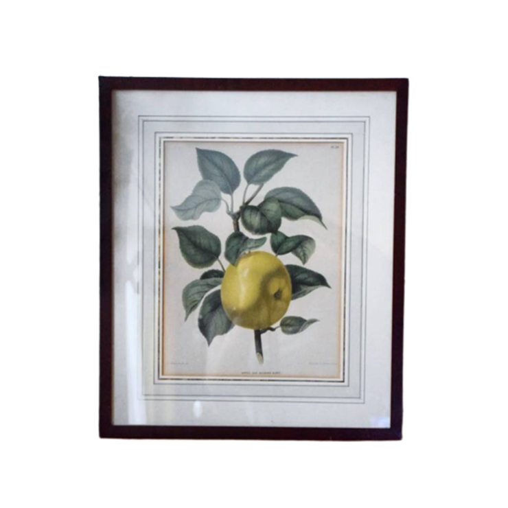 Bekijk Antieke Prent Van Nelson'S Glory Apple By G. Severeyns op Reliving