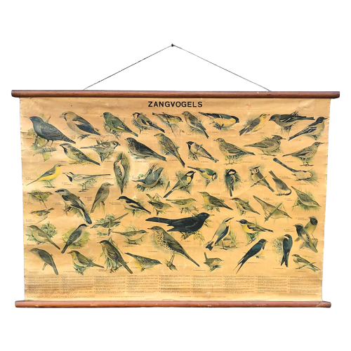 Kaart 'Zangvogels' | Overig | Reliving