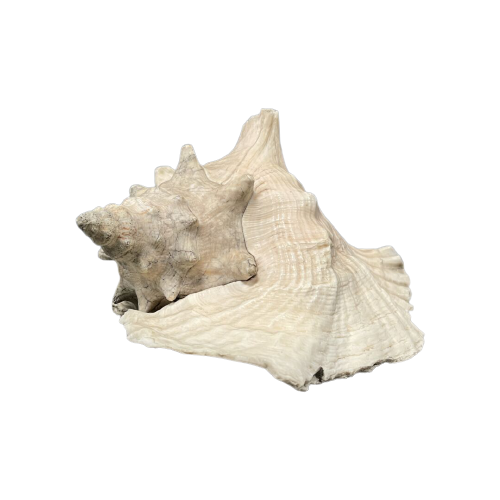 Grote Oude Schelp | Overig | Reliving