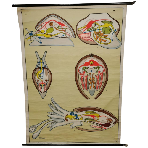 Bekijk Vintage Schoolplaat, School Poster Schoolposter Weekdieren op ...