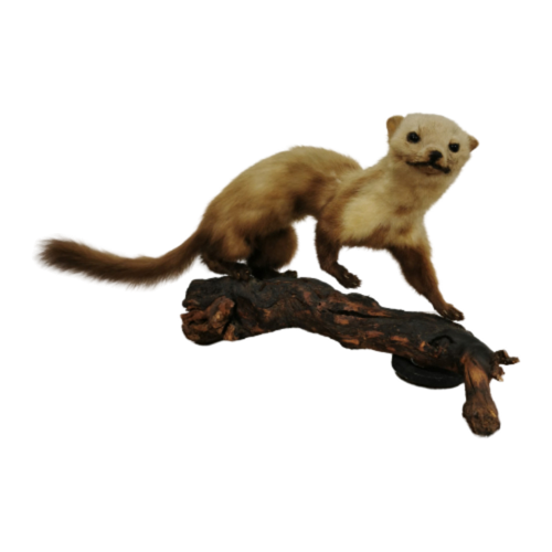 Bekijk Opgezette Marter Op Boomstam, Taxidermie op Reliving