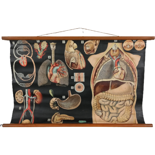 Bekijk Schoolplaat - De Spijsvertering op Reliving