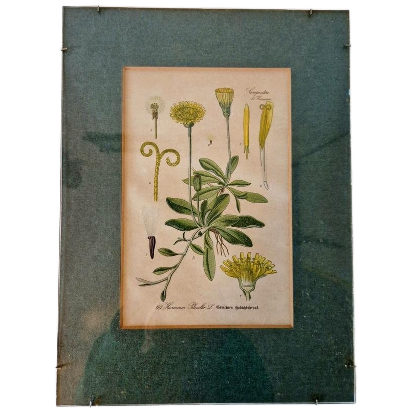 Bekijk Antieke Prent Flora Achter Glas Schilderijtje op Reliving
