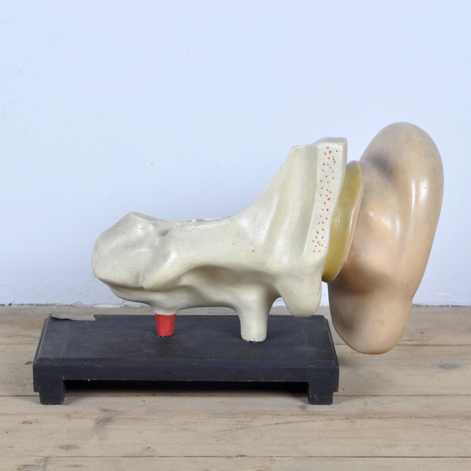 Bekijk Anatomisch Model Oor, 1950'S op Reliving