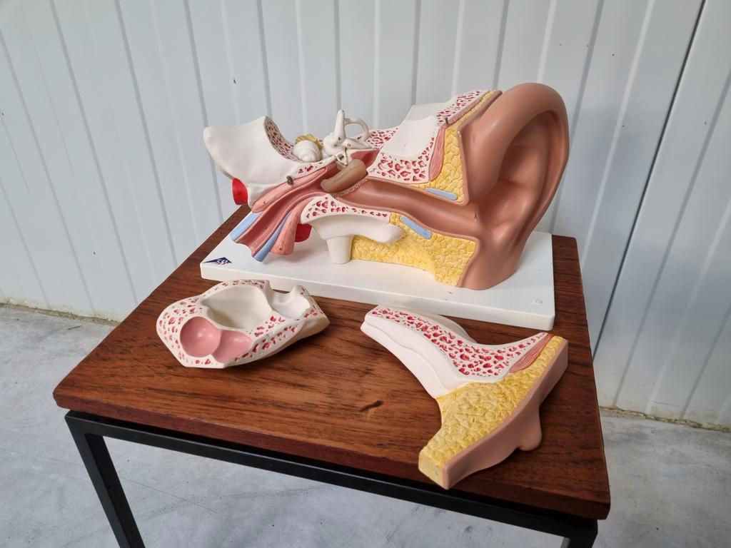 Bekijk Anatomisch Model Oor, 5-Delig op Reliving 🤩