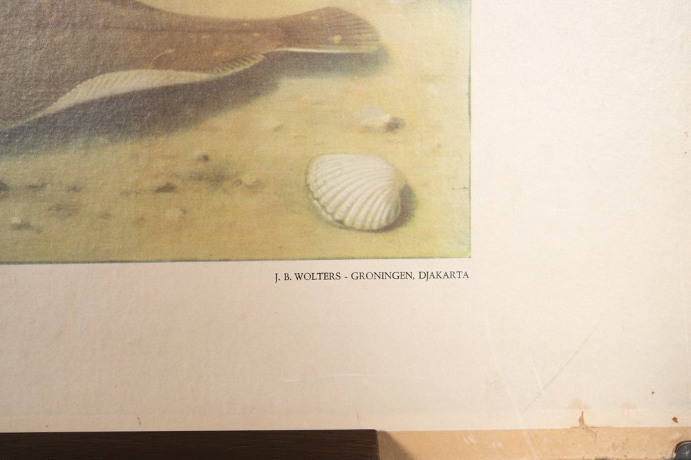 Bekijk Vintage Schoolplaat ‘In De Noordzee’ Vissen Poster Wolters op ...
