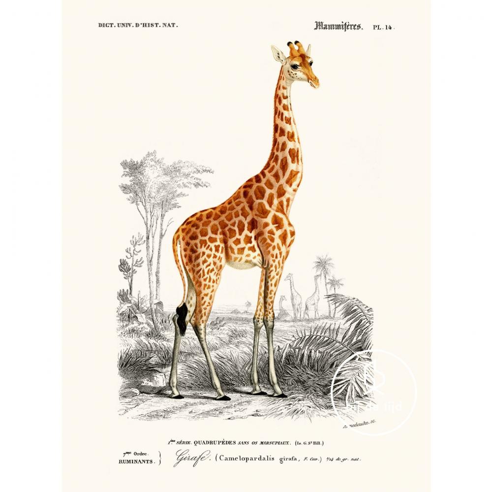 Bekijk Giraffe Prent op Reliving