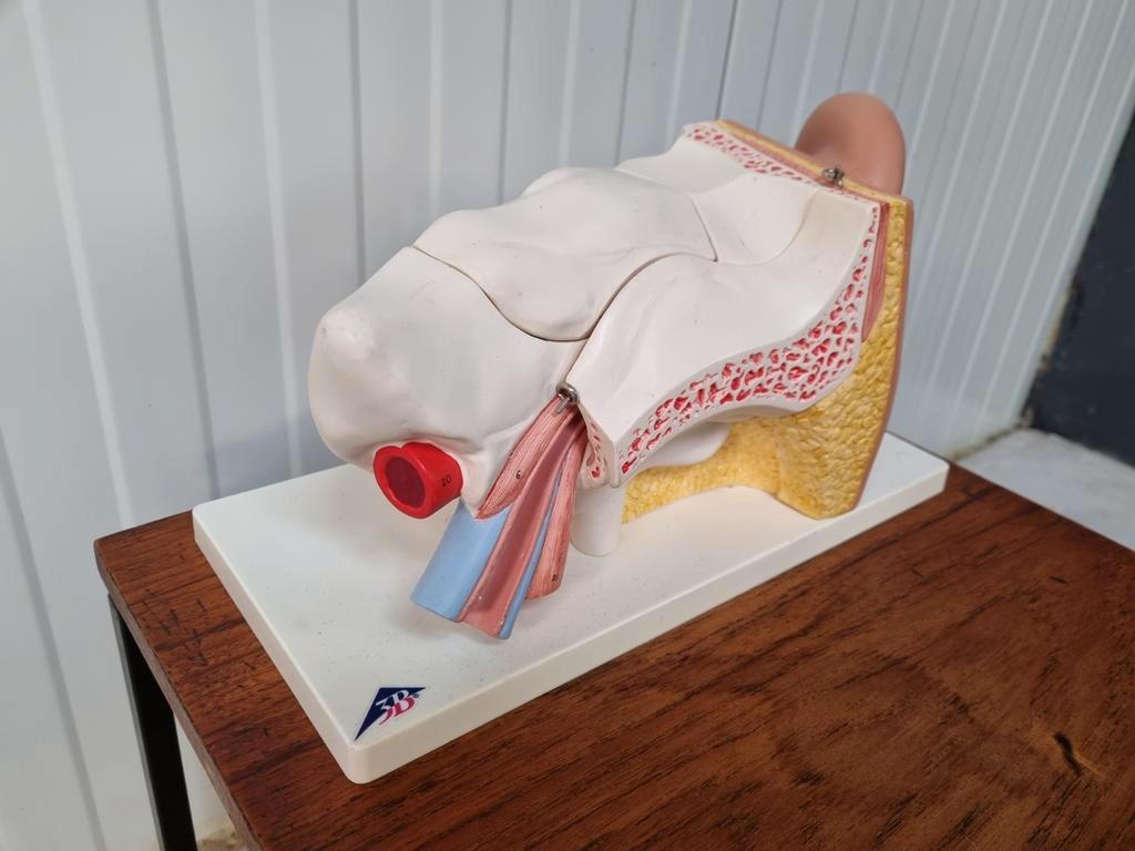 Bekijk Anatomisch Model Oor, 5-Delig op Reliving 🤩