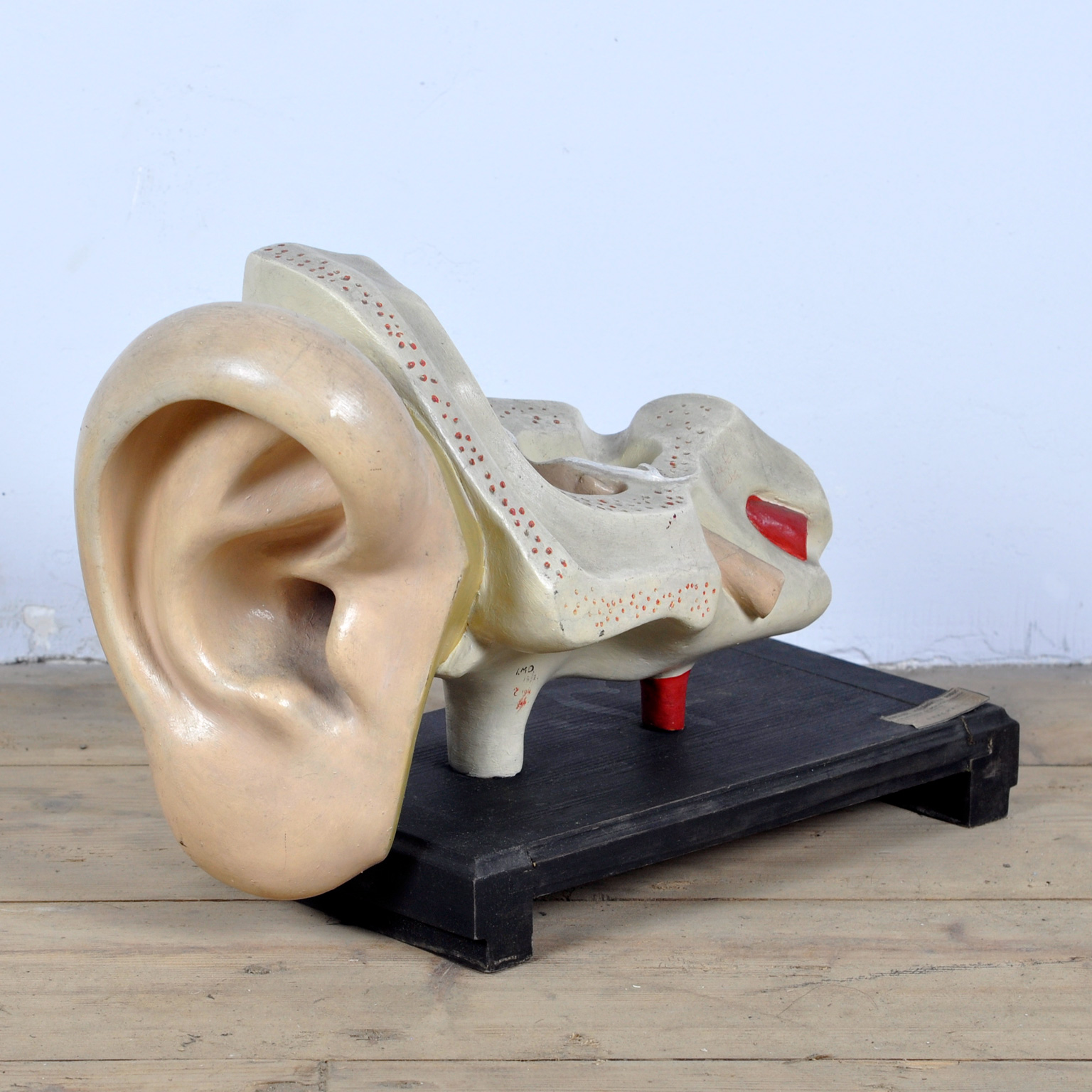 Bekijk Anatomisch Model Oor, 1950'S op Reliving