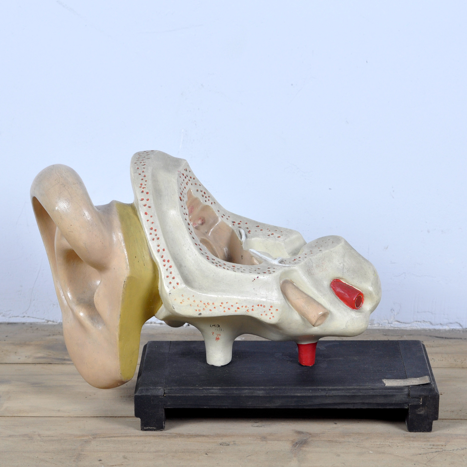 Bekijk Anatomisch Model Oor, 1950'S op Reliving