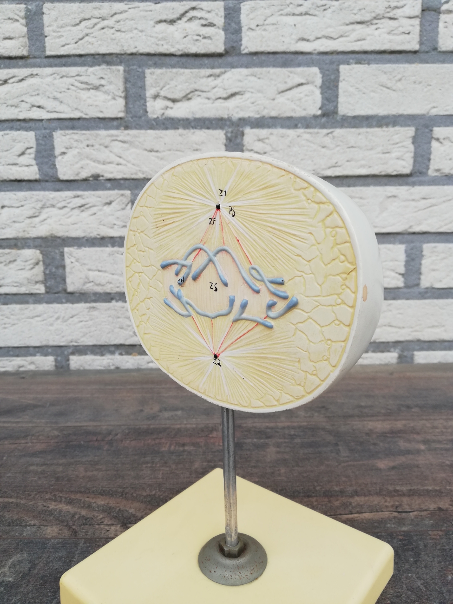 Bekijk Anatomische Model Celdeling op Reliving